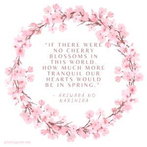 Cherry Blossom Quotes with Beautiful Images | PixelsQuote.Net