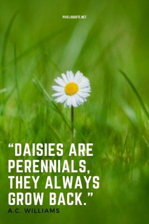 DAISY QUOTES: Beautiful flower | PixelsQuote.Net