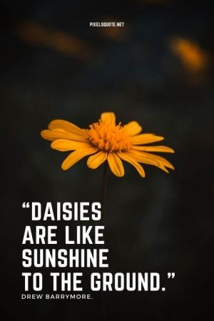 DAISY QUOTES: Beautiful flower | PixelsQuote.Net