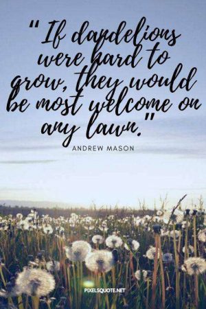 Dandelion Quotes With Beautiful Images | PixelsQuote.Net