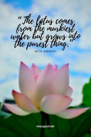 Lotus Quotes: Gives out a Strong message | PixelsQuote.Net
