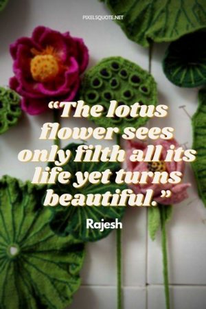Lotus Quotes: Gives out a Strong message | PixelsQuote.Net