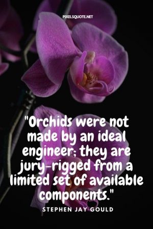 Orchid Quotes | PixelsQuote.Net